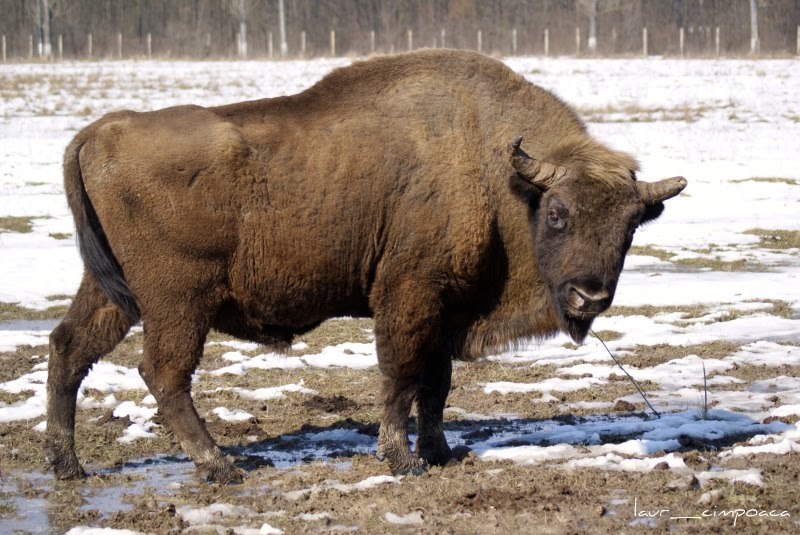 (c)Photography beyond words,poze,fotografii,photo from Romania: Zimbri ...