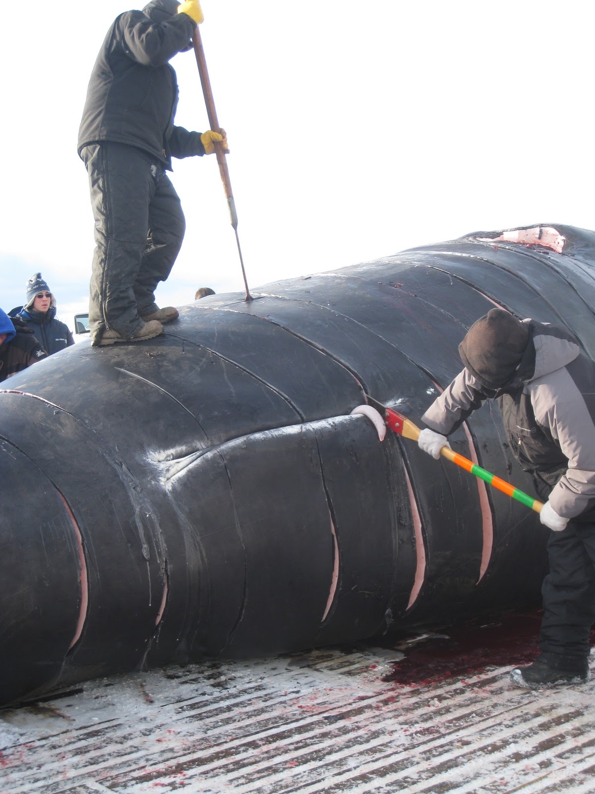 Frozen Chosen: Fall Whale Harvest