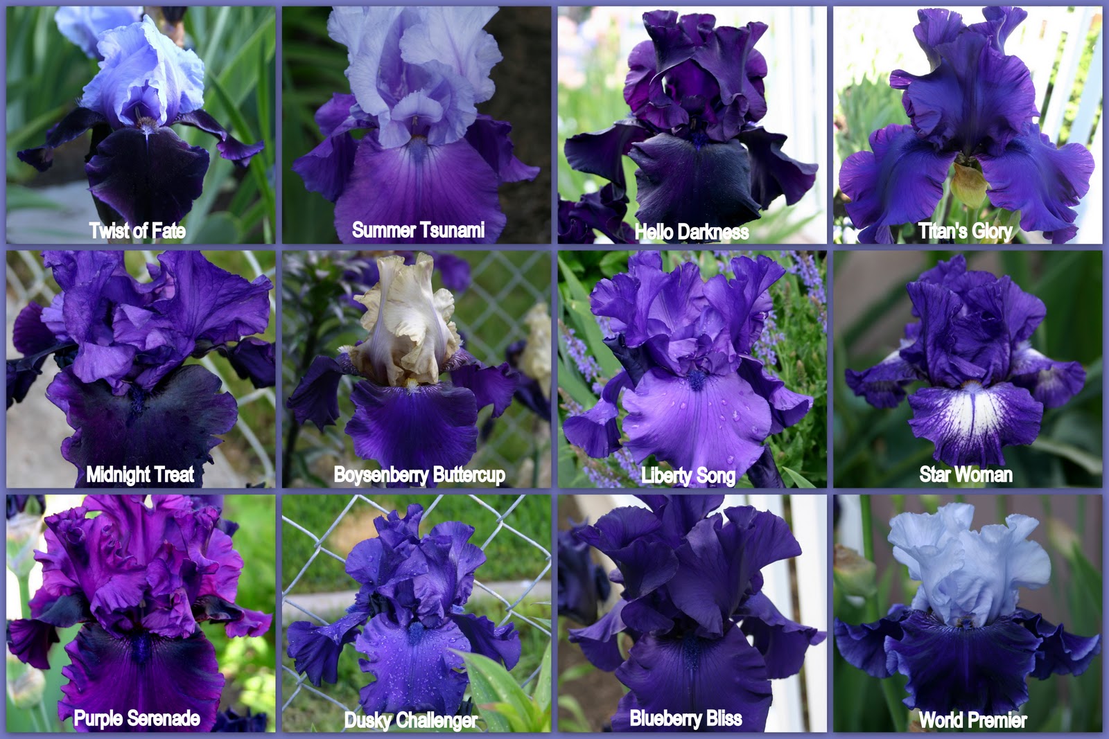 BLUE TALL BEARDED IRIS--COLOR ME BLUE - Sowing the Seeds