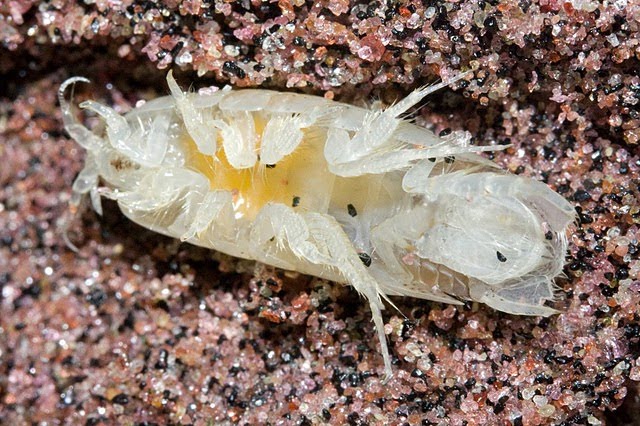 Movile cave, it's discovery and the great implications of it ...