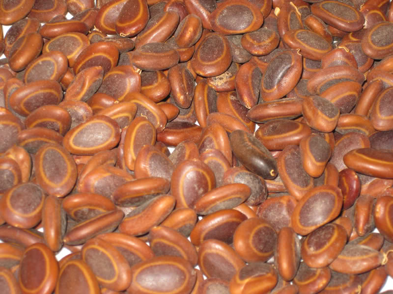 Cara Budidaya: Budidaya Sengon