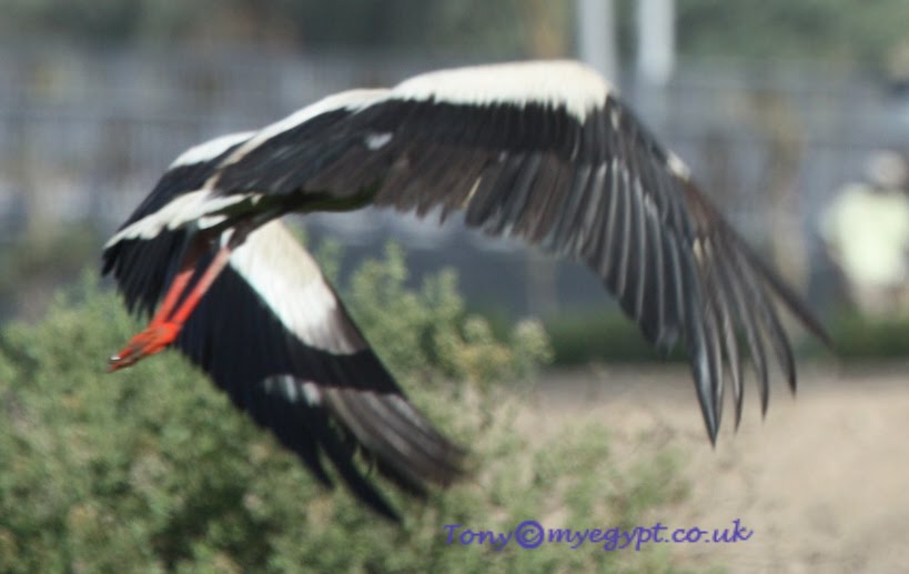 Birding in Egypt: Black-winged stork