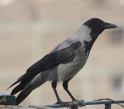 Birding in Egypt: Corvus corone cornix