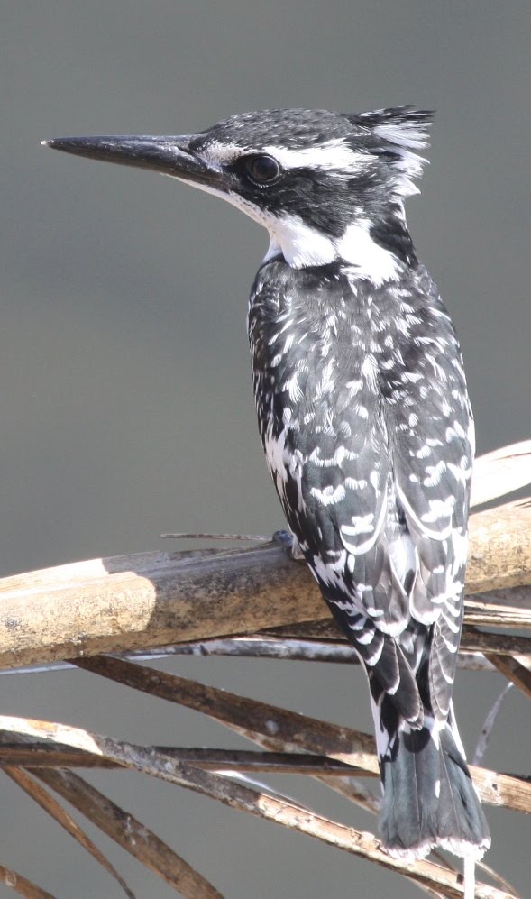 Birding in Egypt: 3/5/10 birds on the river Nile