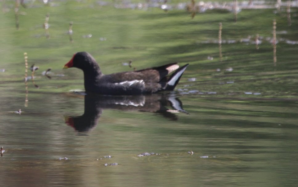 Birding in Egypt: 3/5/10 birds on the river Nile