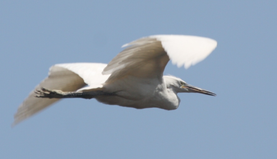 Birding in Egypt: 3/5/10 birds on the river Nile