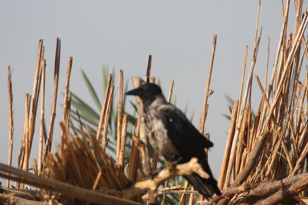 Birding in Egypt: Hooded crow, corvus coronecornix,