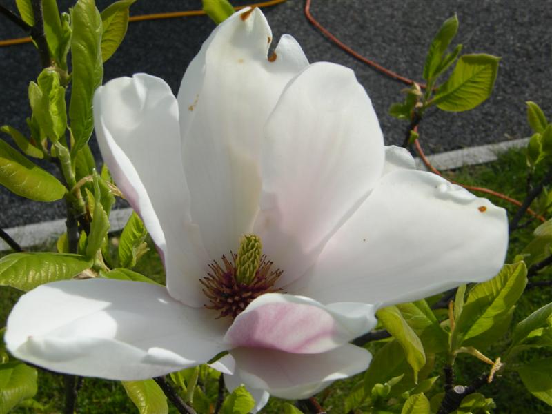 Snappy's Gardens Blog: Magnolia Magic