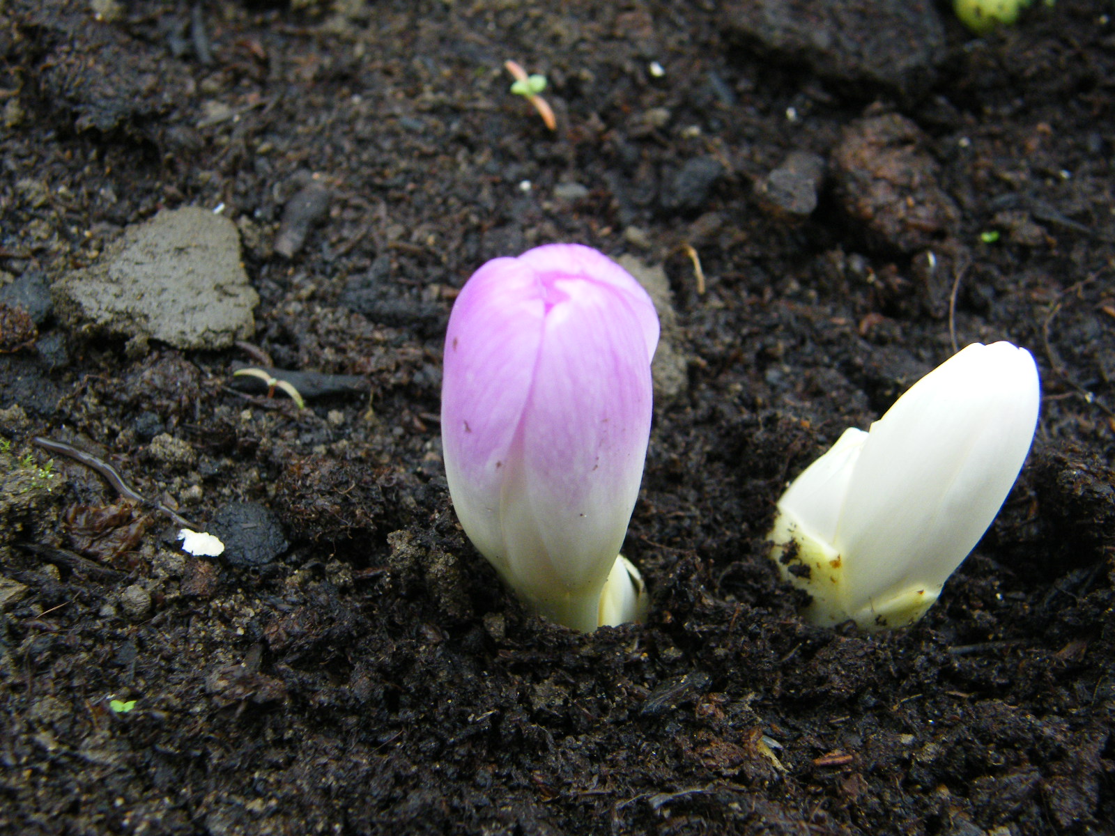 Snappy's Gardens Blog: Autumn Crocus