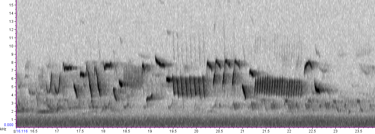 BIRD CALLS and SONGS: Wren