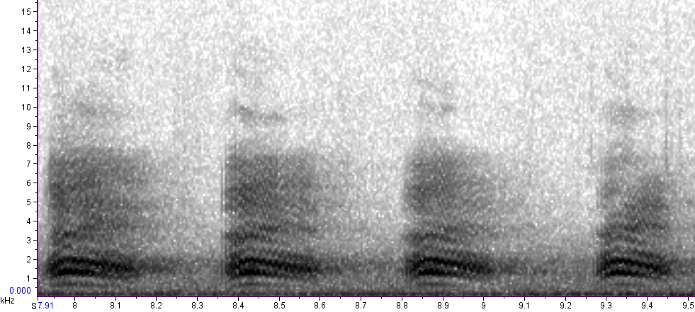 BIRD CALLS and SONGS: Fish Crow calls