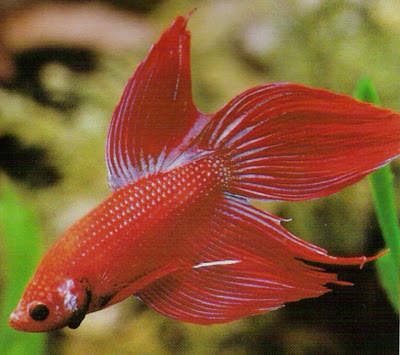 Betta Fish Care