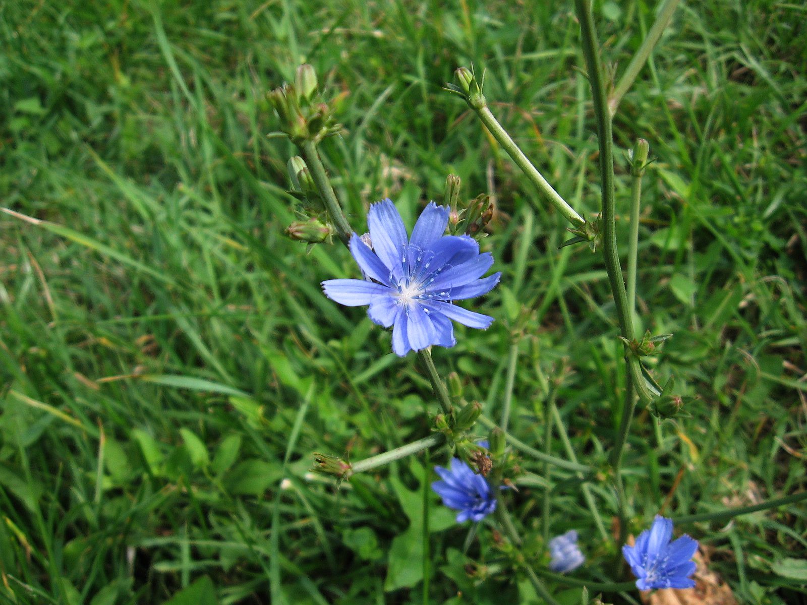 WOODEN SPOON INSPIRED FROM NATURE: o scanteie doar si ceaiul e gata