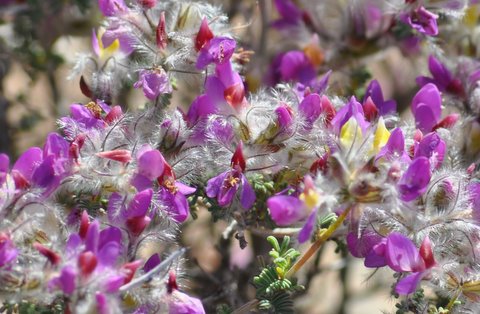 Franklin Mountains Wilderness Coalition Newsletter: May 2010