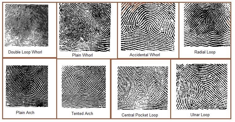 Forensics Types Of Fingerprints