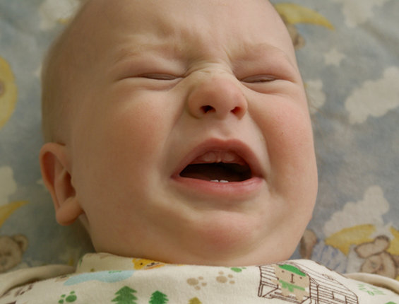 And then there were four...: Tooth buds and new videos