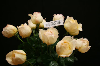 A. Perri Farms Exclusive Garden Rose Collection: Classic Woman (Cream ...