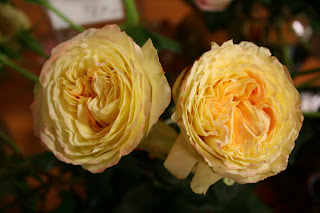 A. Perri Farms Exclusive Garden Rose Collection: Mistinguett