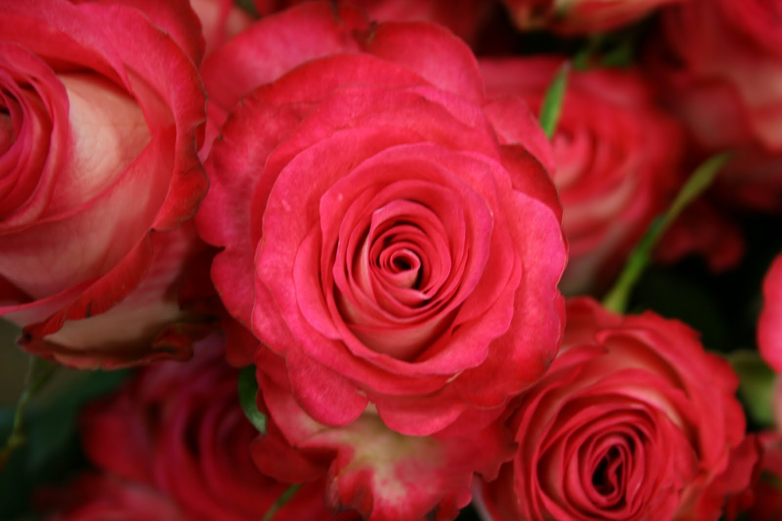 A. Perri Farms: ROSE HIGH AND CANDY
