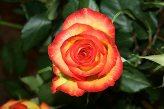 A. Perri Farms Rosa Prima Rose Collection: High & Magic