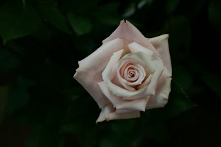 A. Perri Farms Rosa Prima Rose Collection: Sweet Escimo