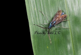 臺灣蛾訊 MOTHS of Taiwan: Balataea taiwana 臺灣細竹斑蛾/狹翅透斑蛾