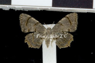 臺灣蛾訊 MOTHS of Taiwan: 2008