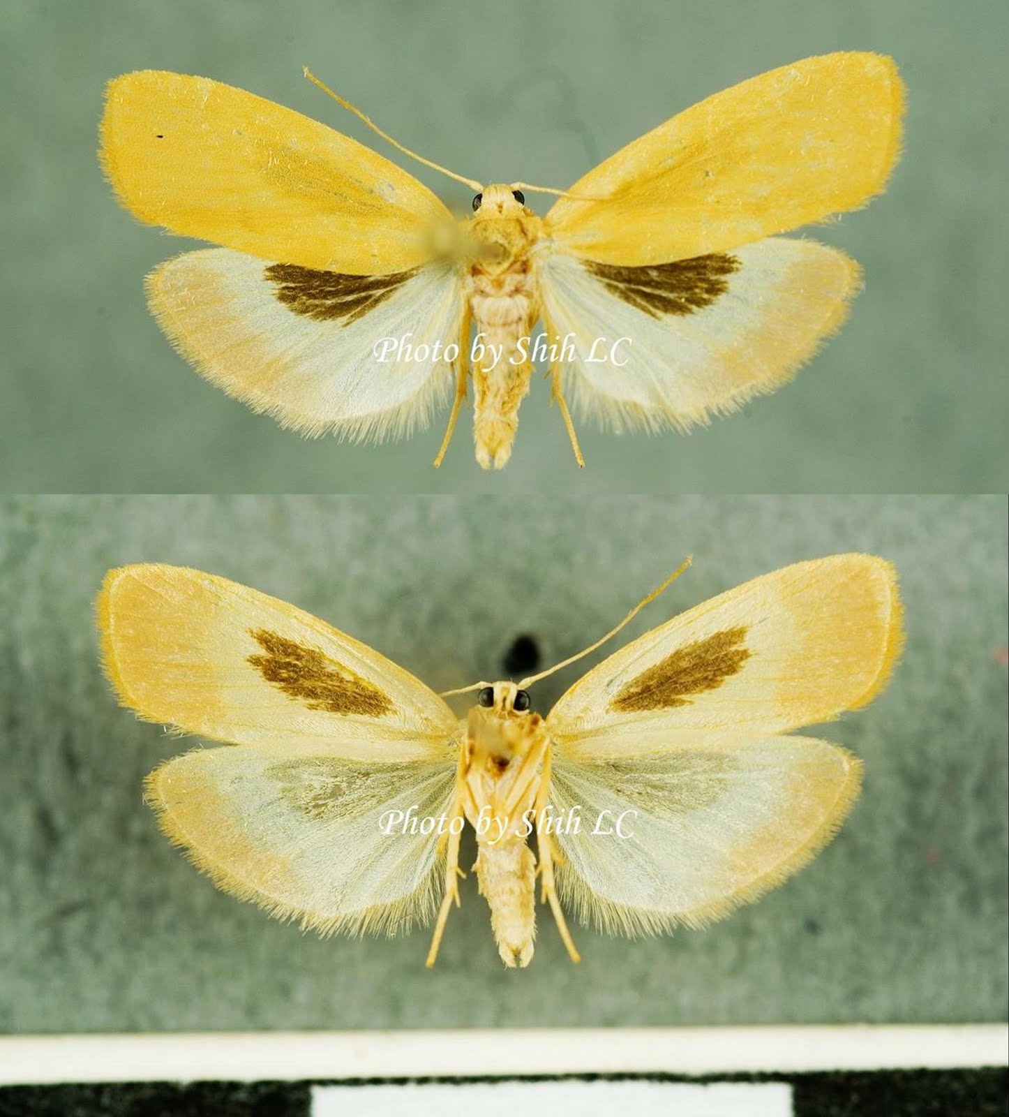 臺灣蛾訊 MOTHS of Taiwan: 9月 2010