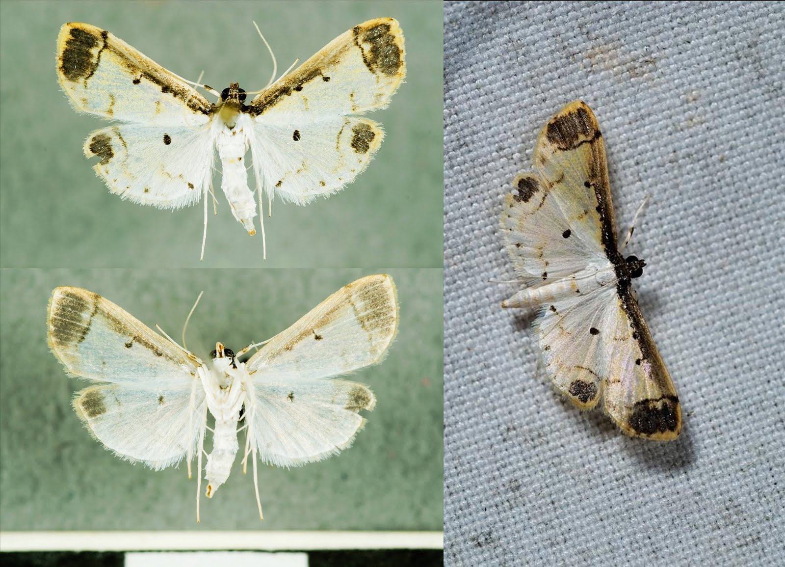 臺灣蛾訊 MOTHS of Taiwan: 10月 2010