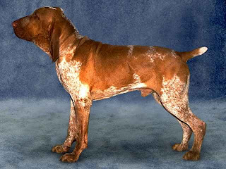 PUPPIES PARK: Bracco Italiano ITALIAN POINTING DOG