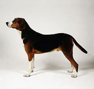 PUPPY CARE CENTER: Hamilton Hound HAMILTONSTÖVARE Puppy Care Center and ...