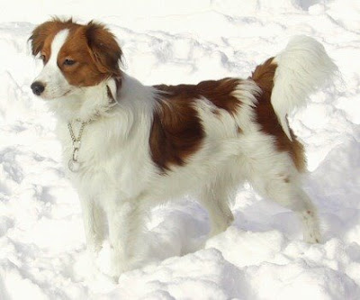 PUPPY CARE CENTER: Kooikerhondje DUTCH DECOY DOG Small Dutch Waterfowl ...