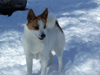 PUPPY CARE CENTER: NORRBOTTENSPITZ Norrbottenspets Puppy Care Center ...