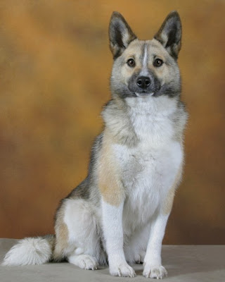 PUPPY CARE CENTER: NORRBOTTENSPITZ Norrbottenspets Puppy Care Center ...