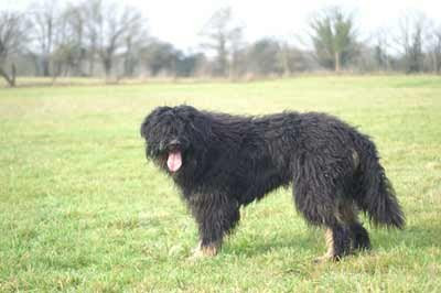 PUPPY CARE CENTER: Rafeiro do Alentejo RAFEIRO OF ALENTEJO Alentejo ...