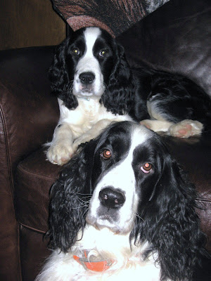 PUPPIES PARK: Stabyhoun FRISIAN POINTING DOG
