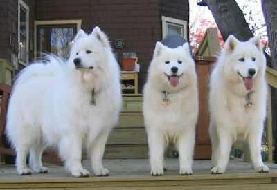 PUPPY CARE CENTER: SAMOYED Samoiedskaïa Sabaka Puppy Care Center and ...