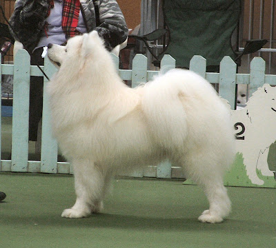 PUPPY CARE CENTER: SAMOYED Samoiedskaïa Sabaka Puppy Care Center and ...