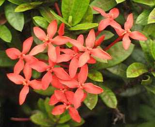 SANTAN KEPALA | SAYIDAH MU'IZZAH