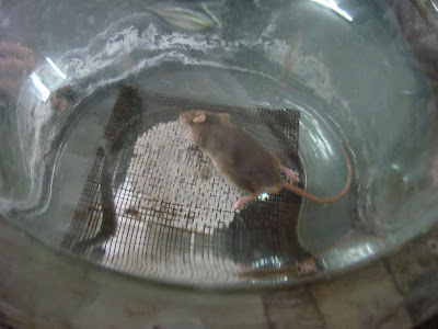 New Life... New Hope...: Mouse Dissection for Biology Project