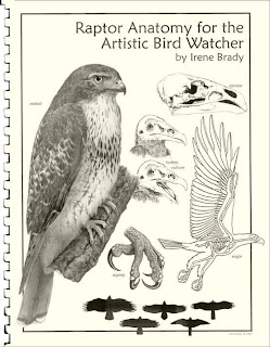 Nature Drawing and Journaling Trips : The Raptor Workshop