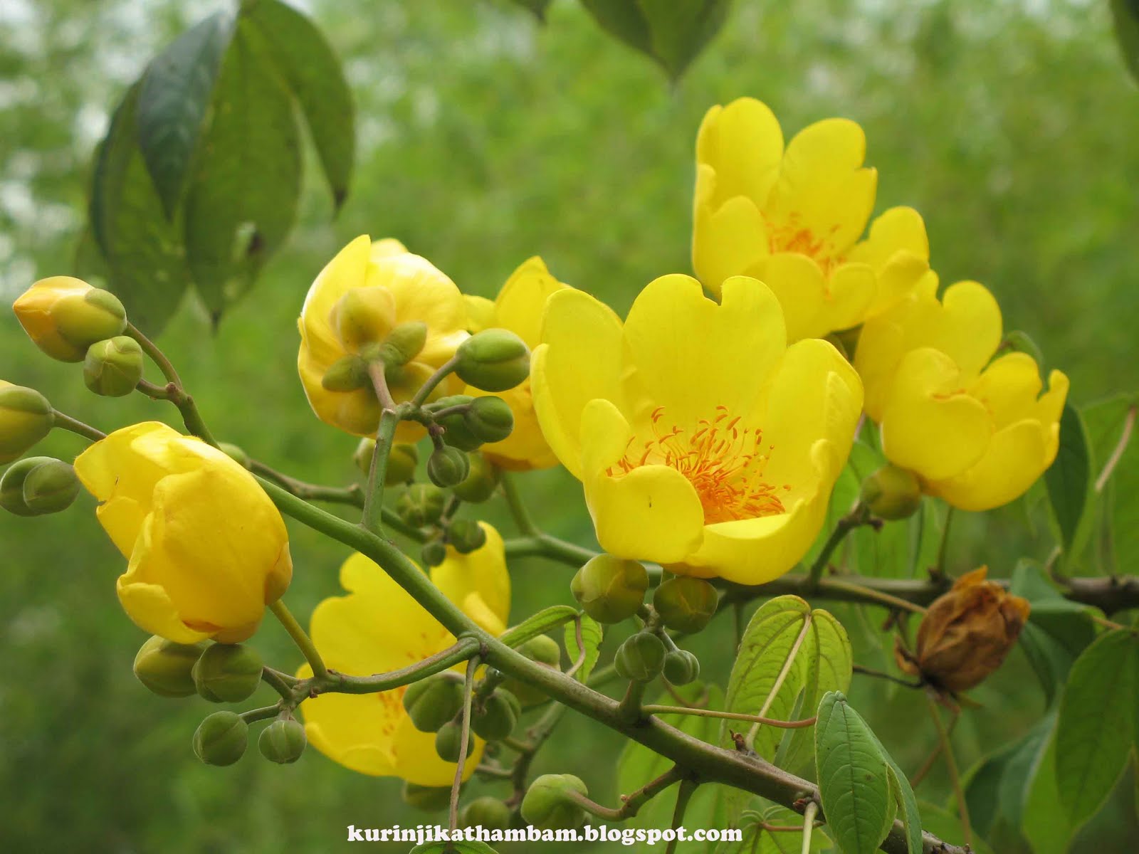 Yellow Flower ~ Kurinji Kathambam