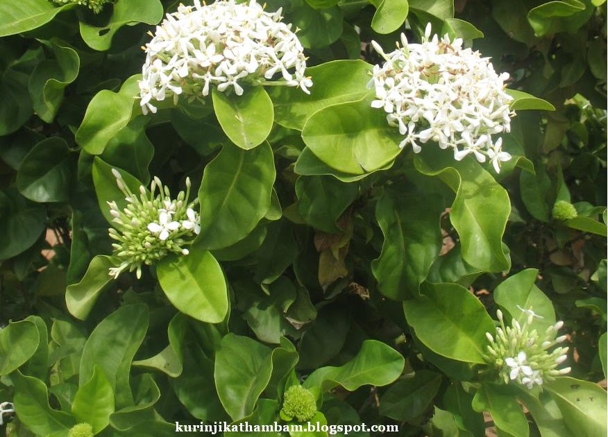 Idly Poo ~ Kurinji Kathambam