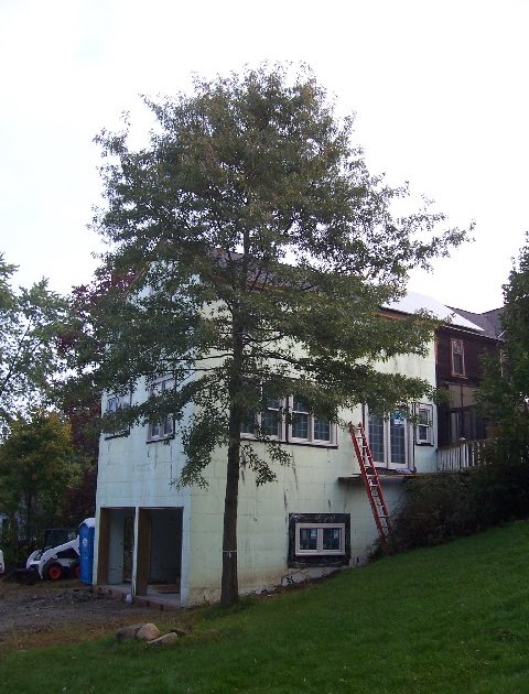 Mark Bohrer's Green Journal: 35' Pin Oak Moved - Successfully!