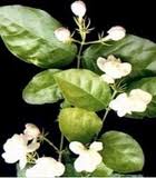 PUSAT PENYEMBUHAN TERPADU: SUMBER DAYA NABATI 4