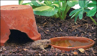 Content in a Cottage: Welcome toads to your garden ~ Tutorial for ...