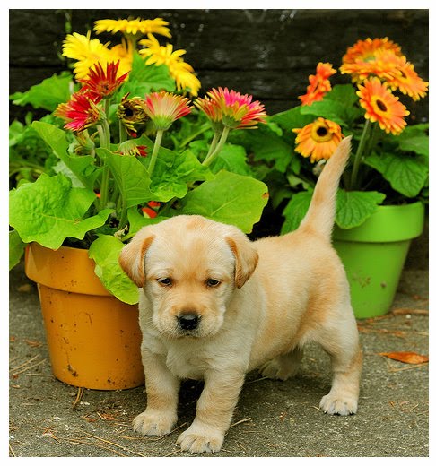 Content in a Cottage: Playful Puppy Loves Color