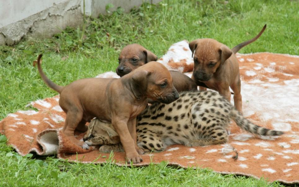 Content in a Cottage: Exotic Serval Kitten Adopted by Ridgeback Dogs