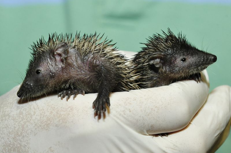 Content in a Cottage: Baby Tenrecs at Bronx Zoo | Hedgehog Lookalikes