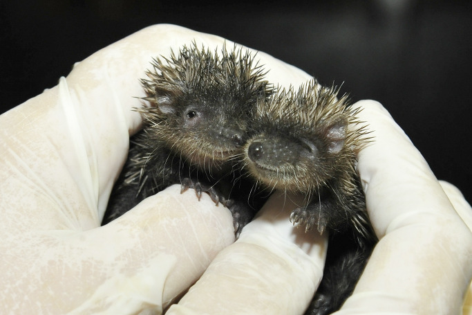 Content in a Cottage: Baby Tenrecs at Bronx Zoo | Hedgehog Lookalikes